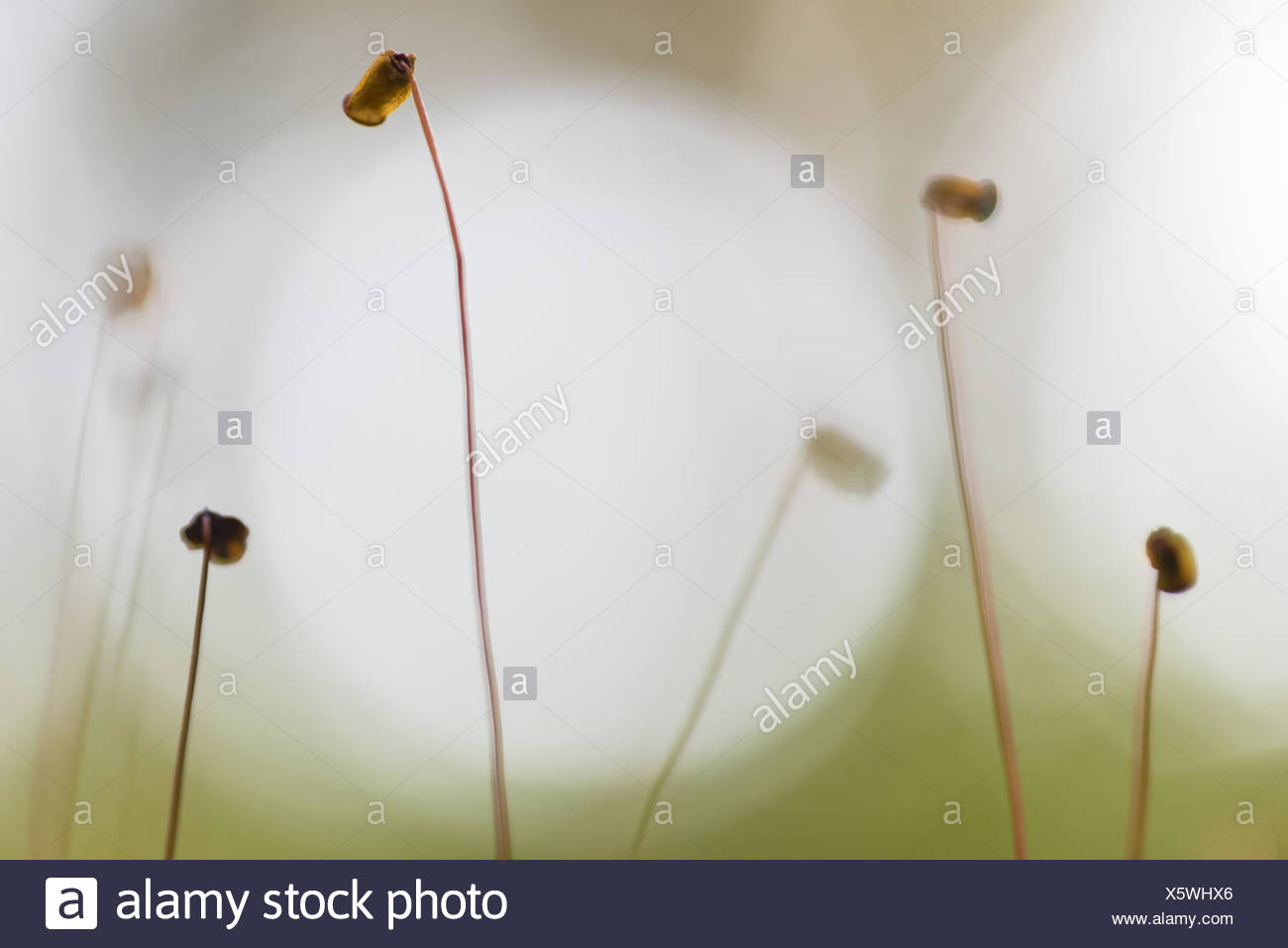 Blades Of Moss High Resolution Stock Photography and Images - Alamy
