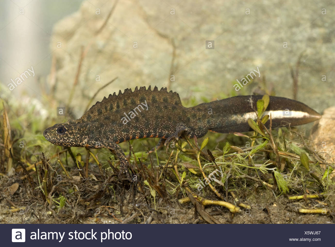 Italian Crested Newt Stock Photos & Italian Crested Newt Stock Images ...