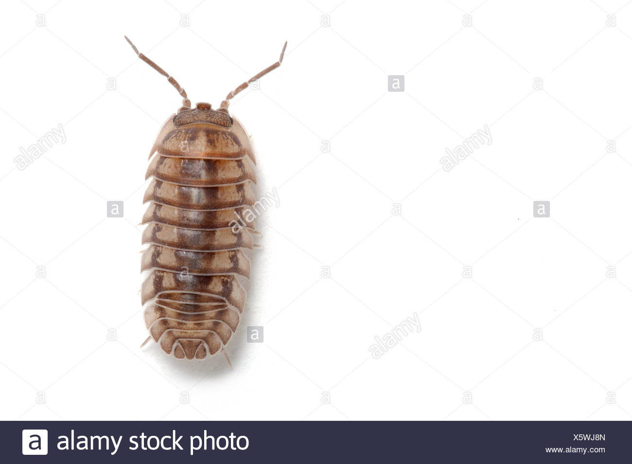 Striped Woodlouse High Resolution Stock Photography and Images - Alamy