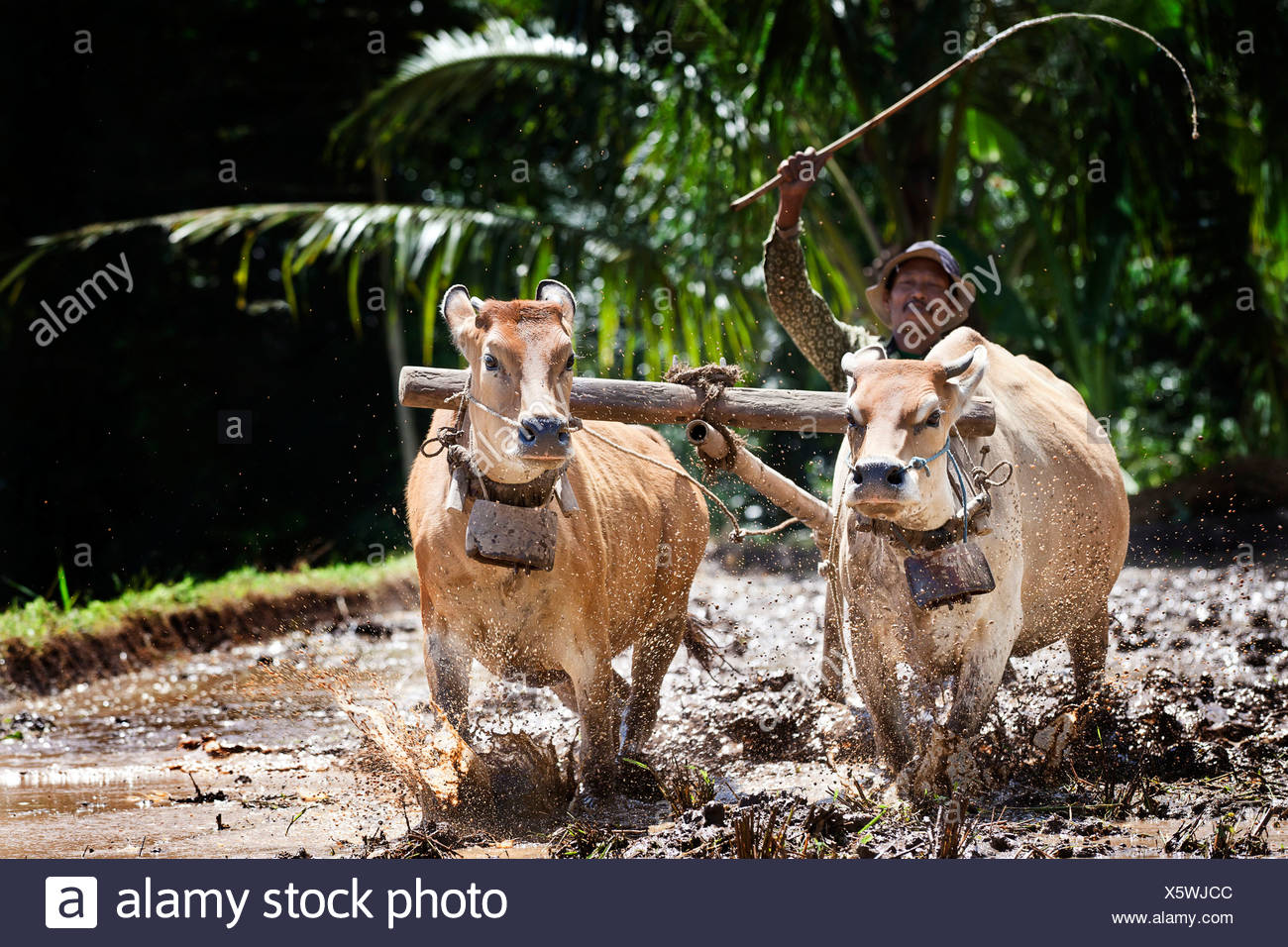 Indian Rice Farmer High Resolution Stock Photography and Images - Alamy