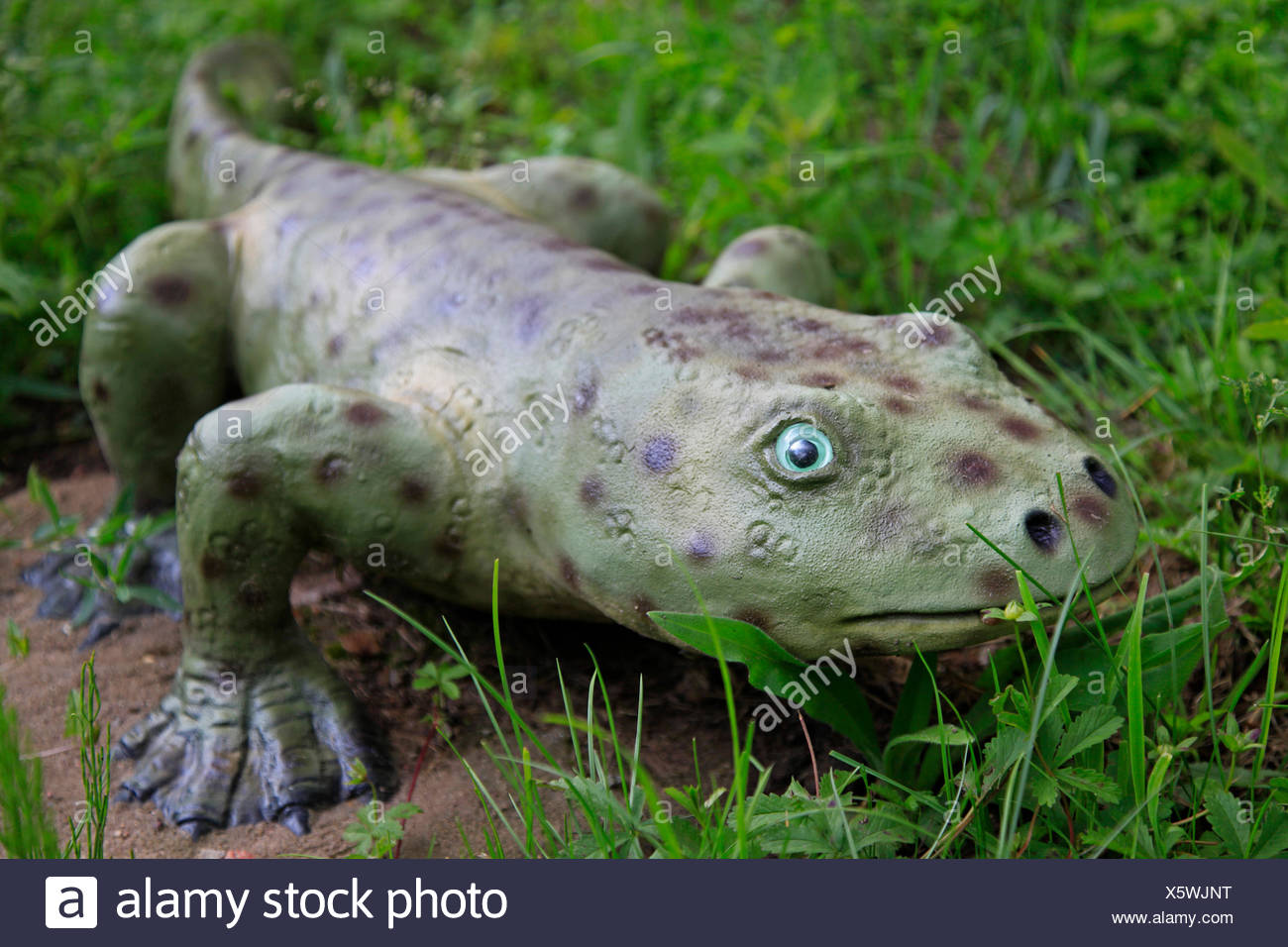 Ichthyostega High Resolution Stock Photography and Images - Alamy