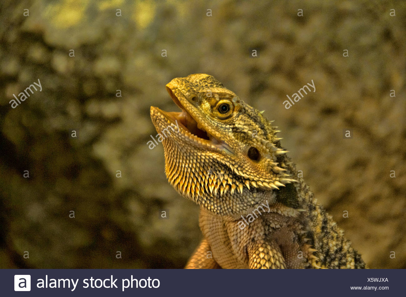 Bearded Dragon Lizard Pogona High Resolution Stock Photography and ...