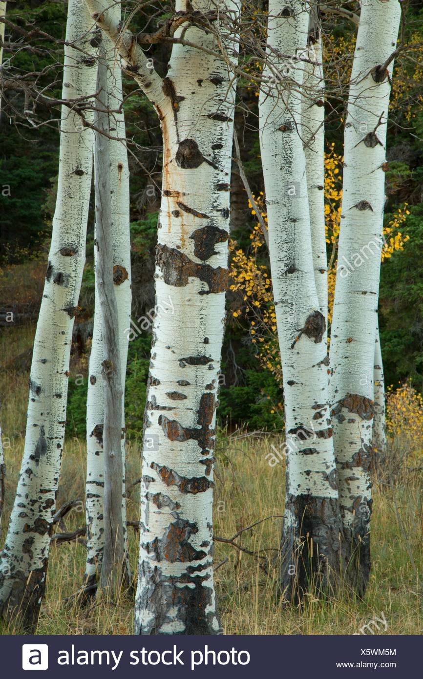 Quaking Aspen High Resolution Stock Photography and Images - Alamy