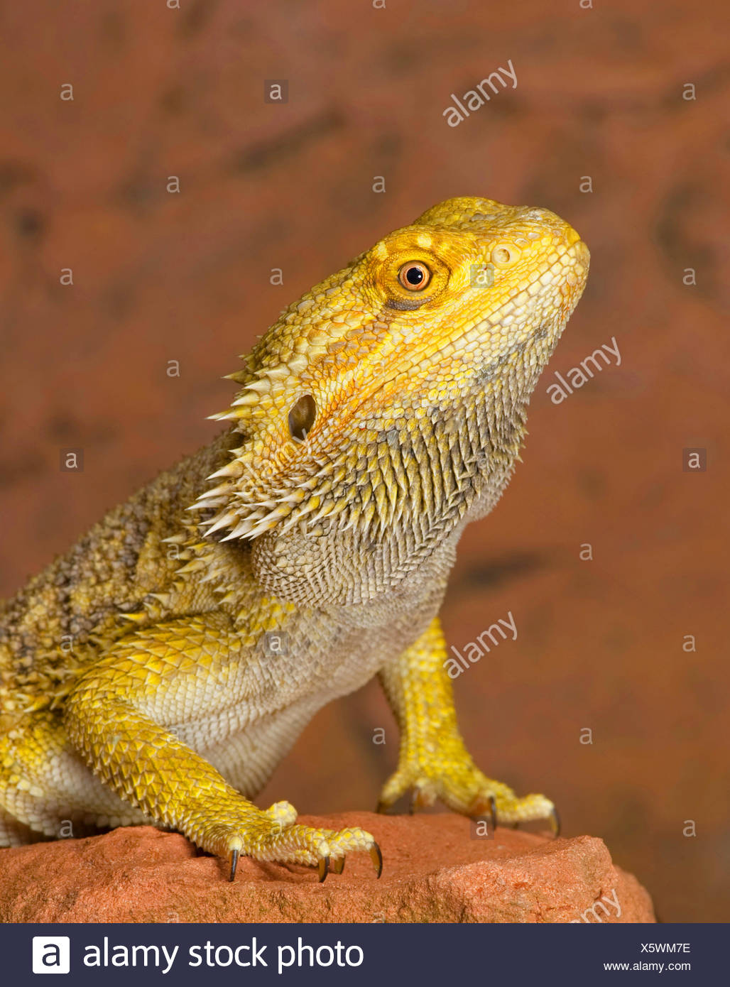Australian Central Bearded Dragon High Resolution Stock Photography and ...