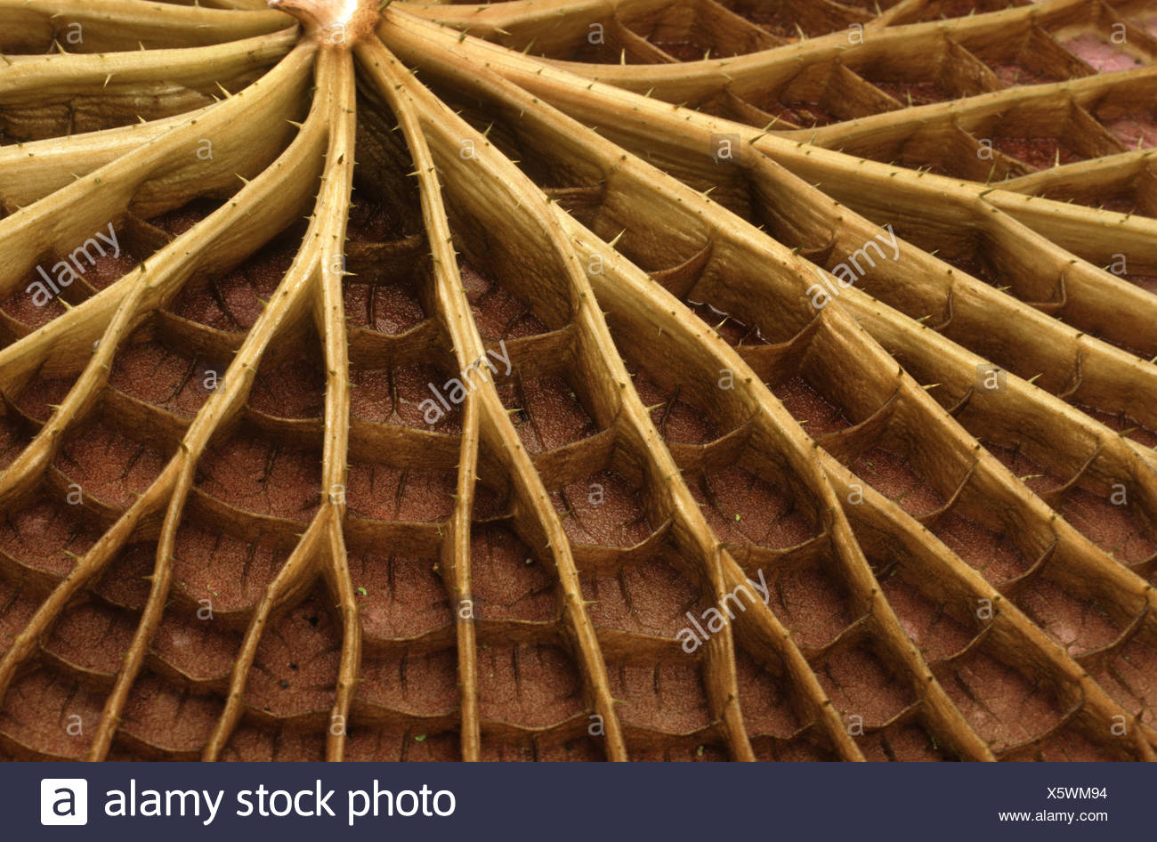 Underside Water Lily Leaf High Resolution Stock Photography and Images ...