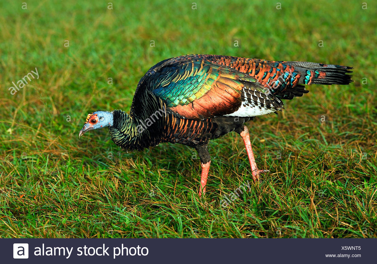 Ocellated Turkey High Resolution Stock Photography and Images - Alamy