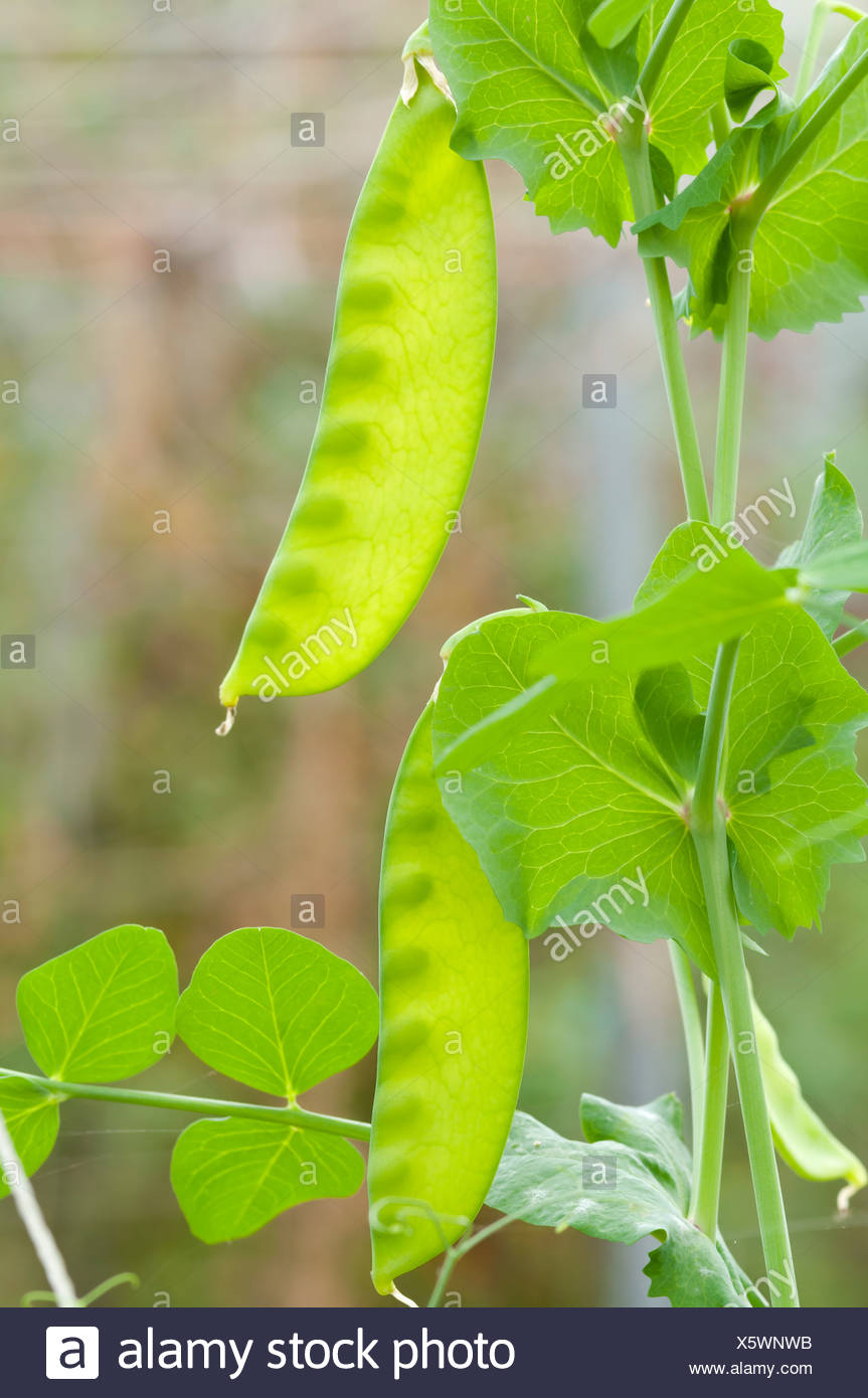 Pea Vine Stock Photos & Pea Vine Stock Images - Alamy