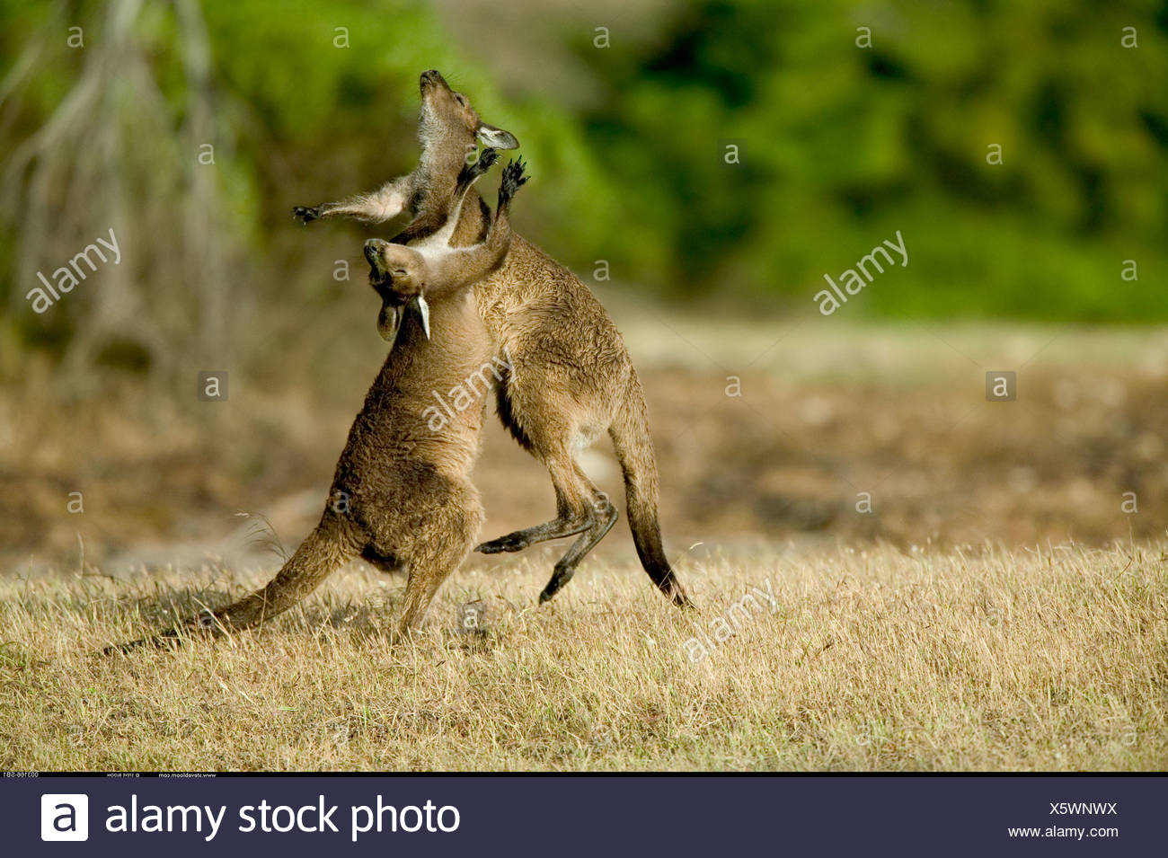 Kangaroo Island Kangaroos High Resolution Stock Photography and Images ...