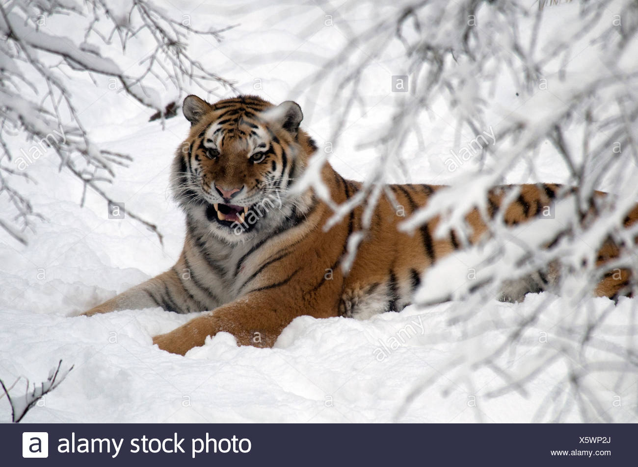 Siberian Tigers Snow Stock Photos & Siberian Tigers Snow Stock Images ...
