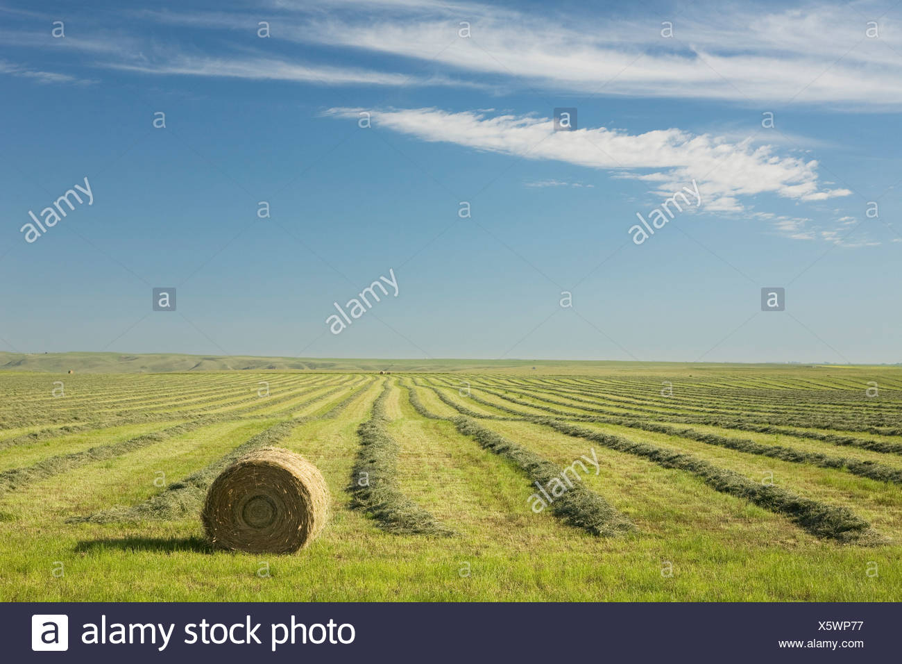 Alfalfa Hay Field High Resolution Stock Photography and Images - Alamy