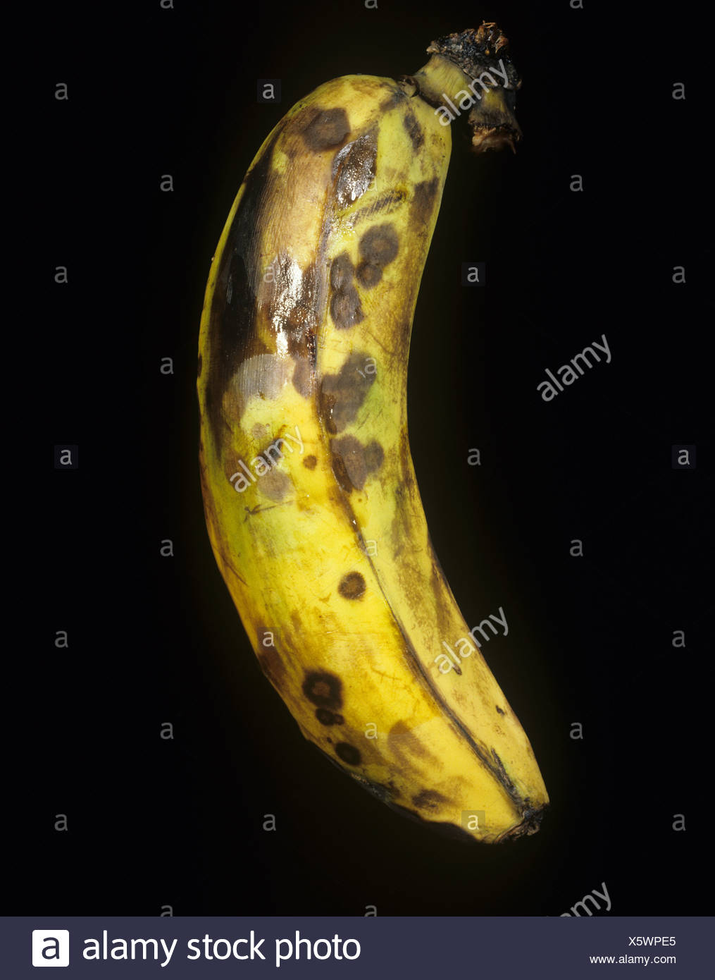 Banana Disease High Resolution Stock Photography and Images - Alamy
