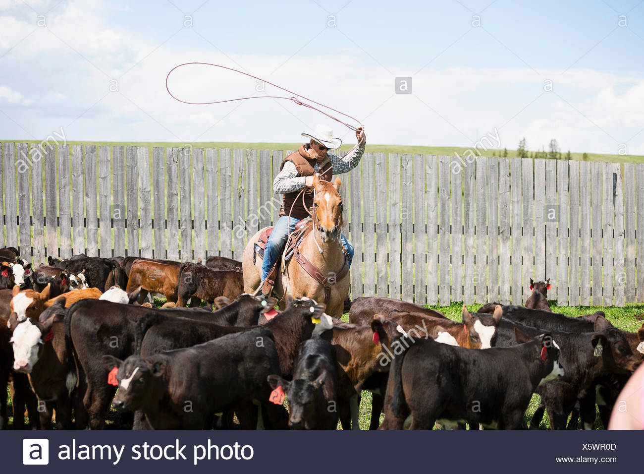 Cowboy On Horseback With Lasso Stock Photos & Cowboy On Horseback With ...
