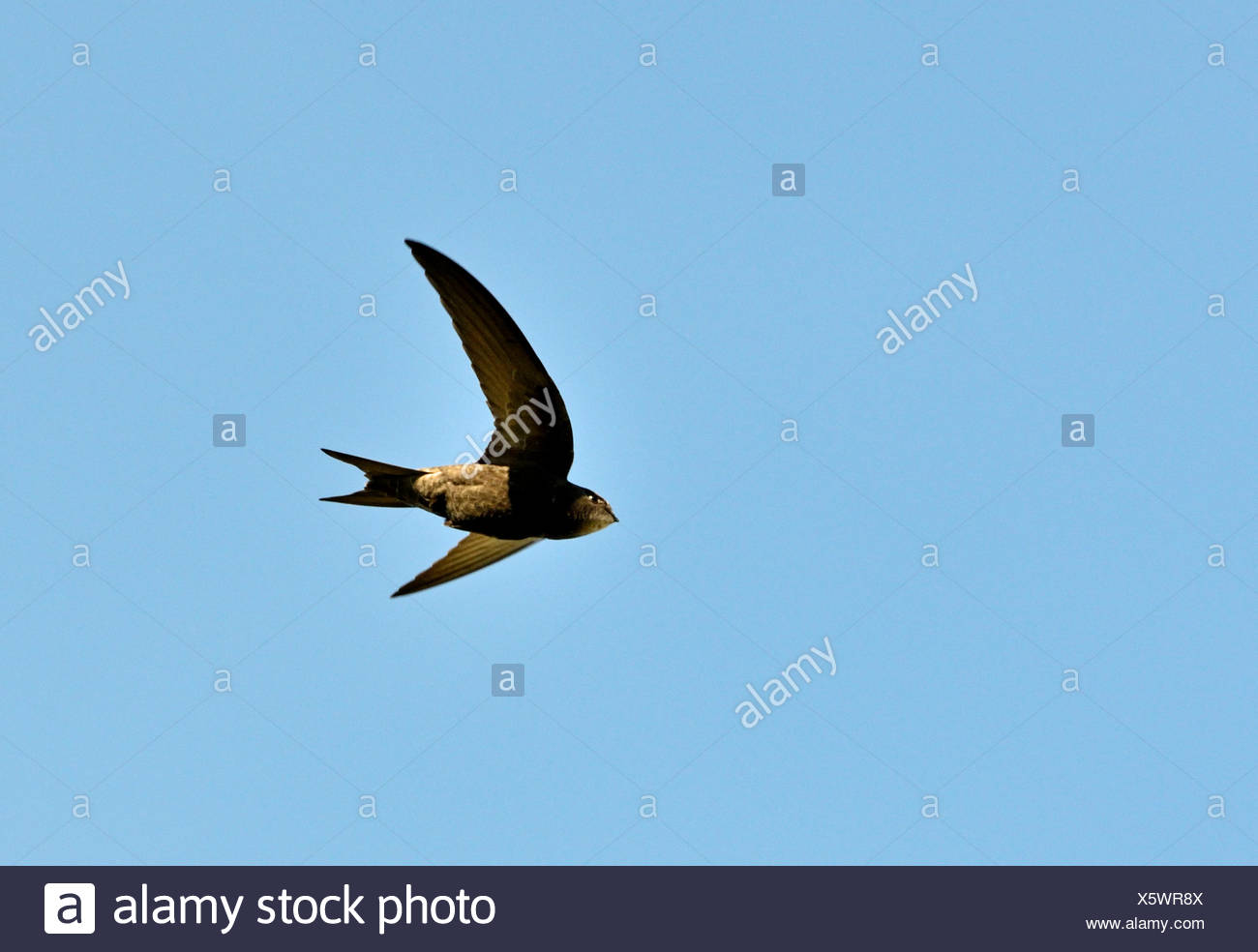 Swift Flying Bird High Resolution Stock Photography and Images - Alamy