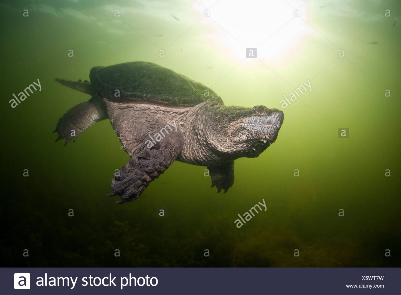 Snapping Turtle Underwater High Resolution Stock Photography and Images ...
