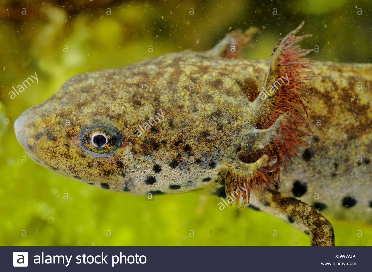 Neotenic Amphibian Stock Photos & Neotenic Amphibian Stock Images - Alamy