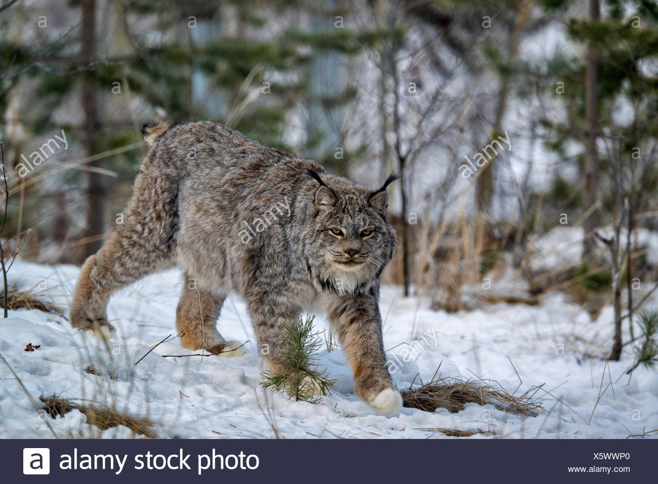 Lynx Canadensis High Resolution Stock Photography and Images - Alamy