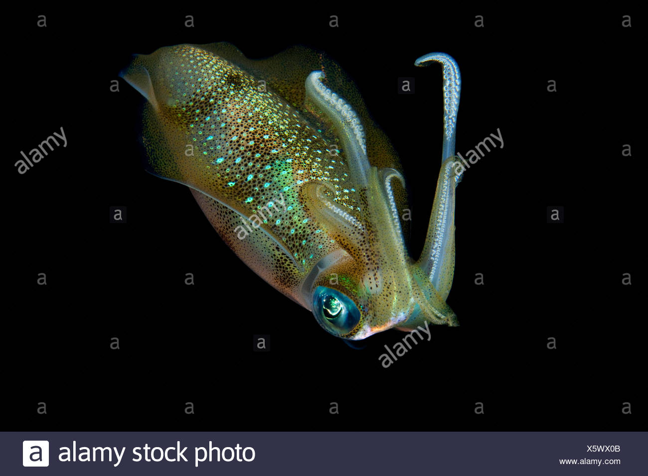 Indian Squid High Resolution Stock Photography and Images - Alamy