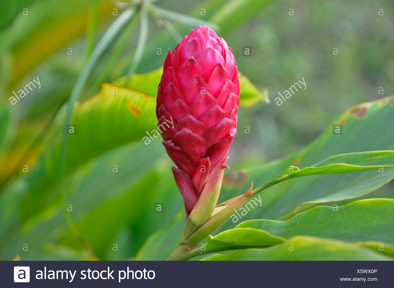Zingiber Officinale Flower High Resolution Stock Photography and Images ...