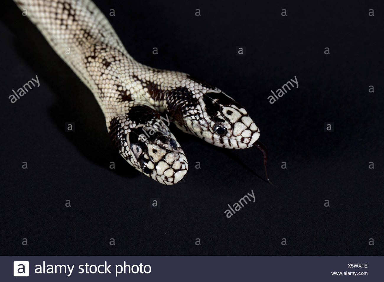 Two Headed Snake High Resolution Stock Photography and Images - Alamy