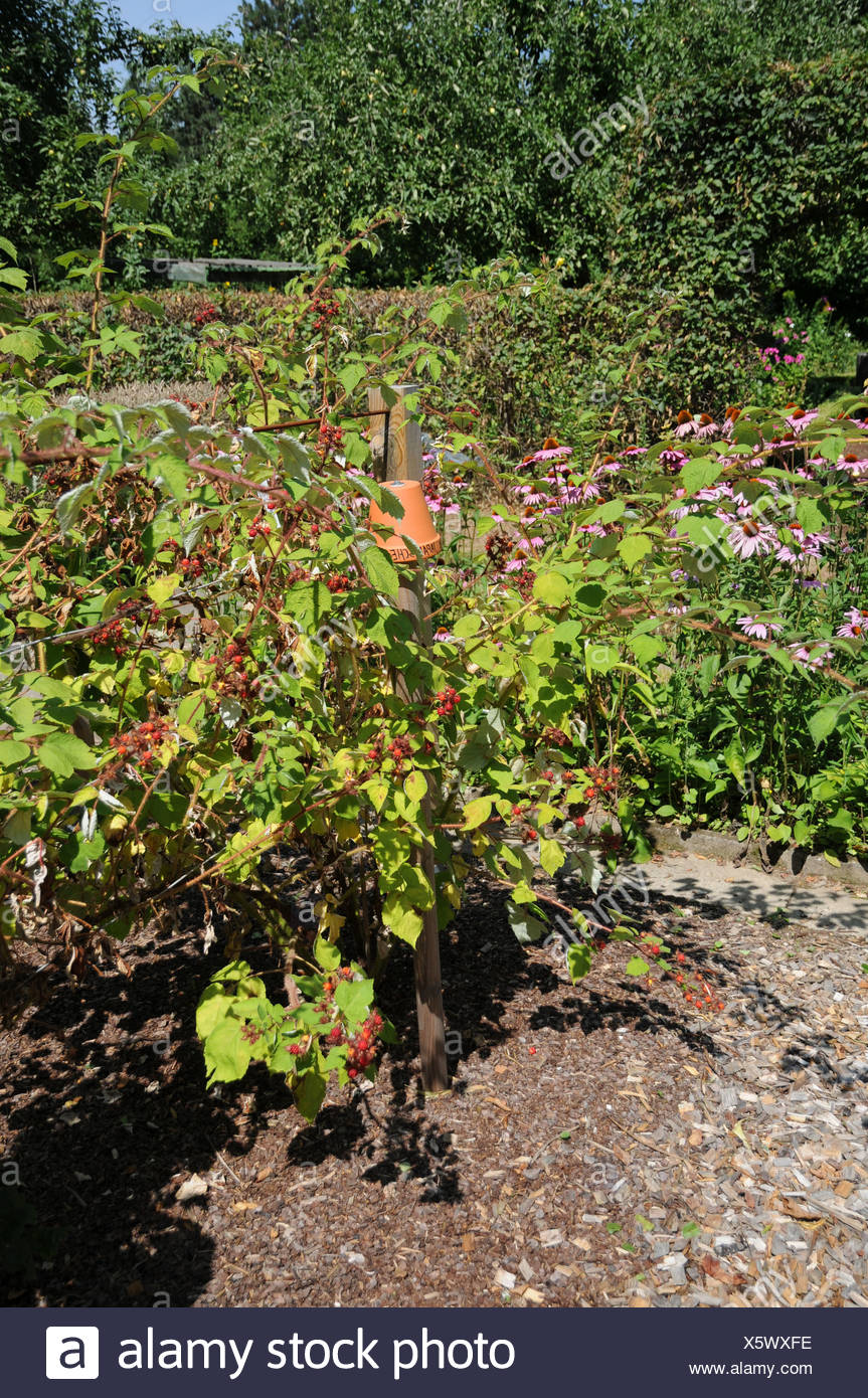 Rubus Phoenicolasius Japanese Wineberry Fruit High Resolution Stock ...