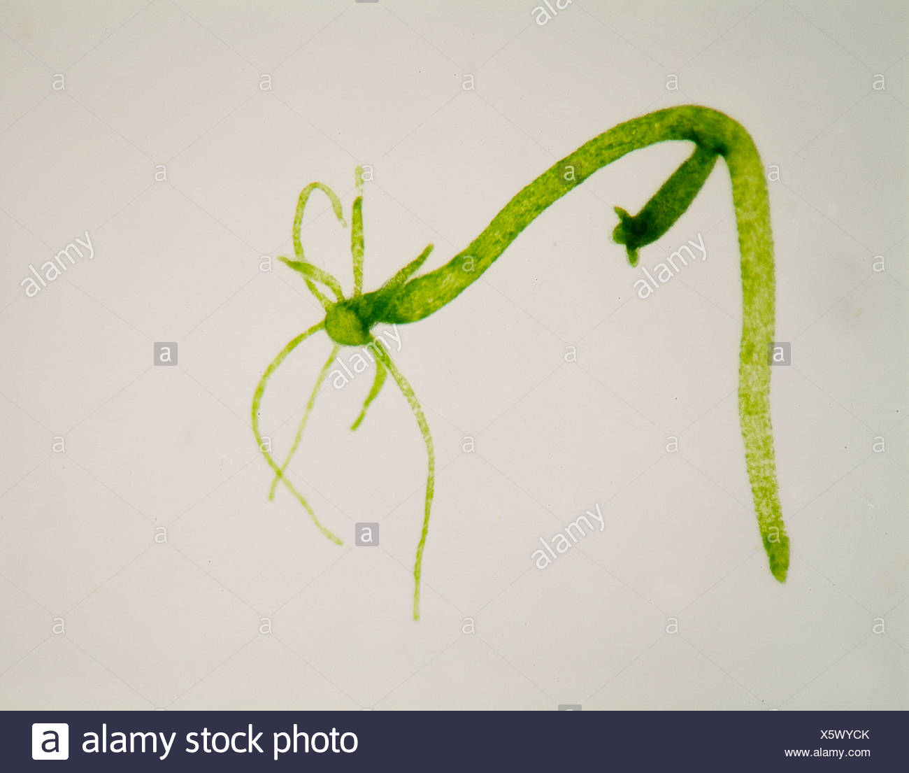Hydra Microscope Stock Photos & Hydra Microscope Stock Images - Alamy