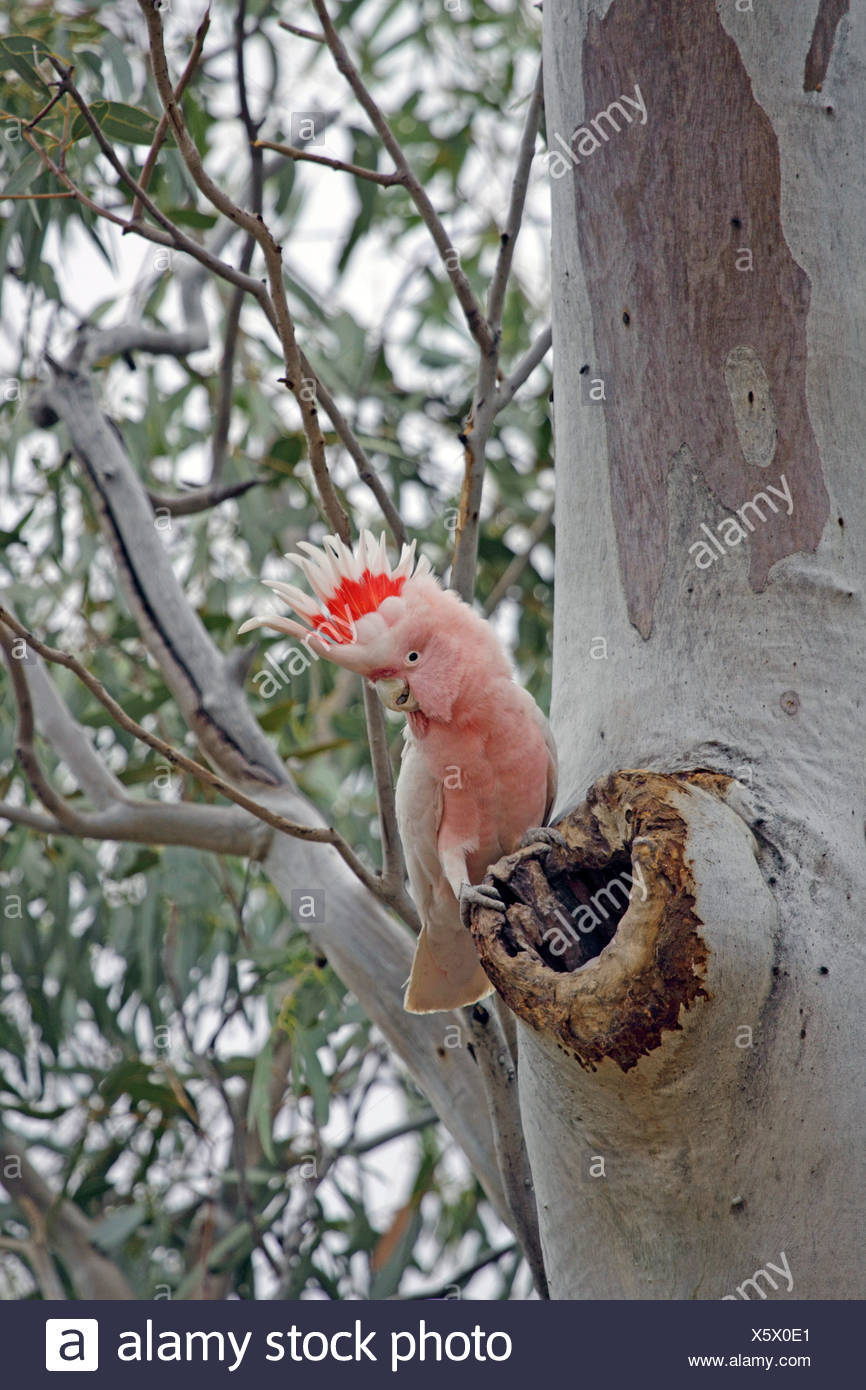 Pink Cockatoo Tree High Resolution Stock Photography and Images - Alamy