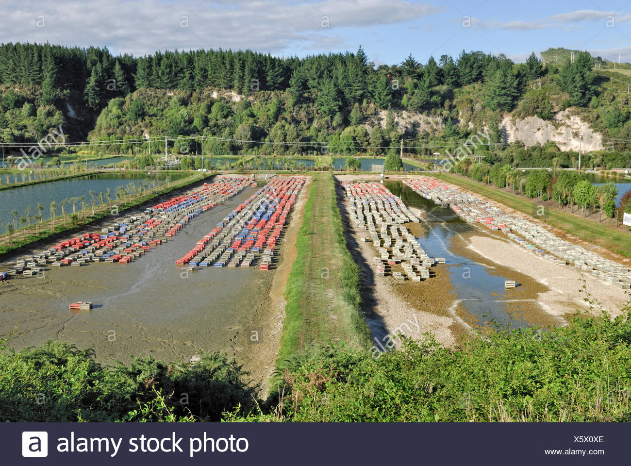 Prawn Farming High Resolution Stock Photography and Images - Alamy