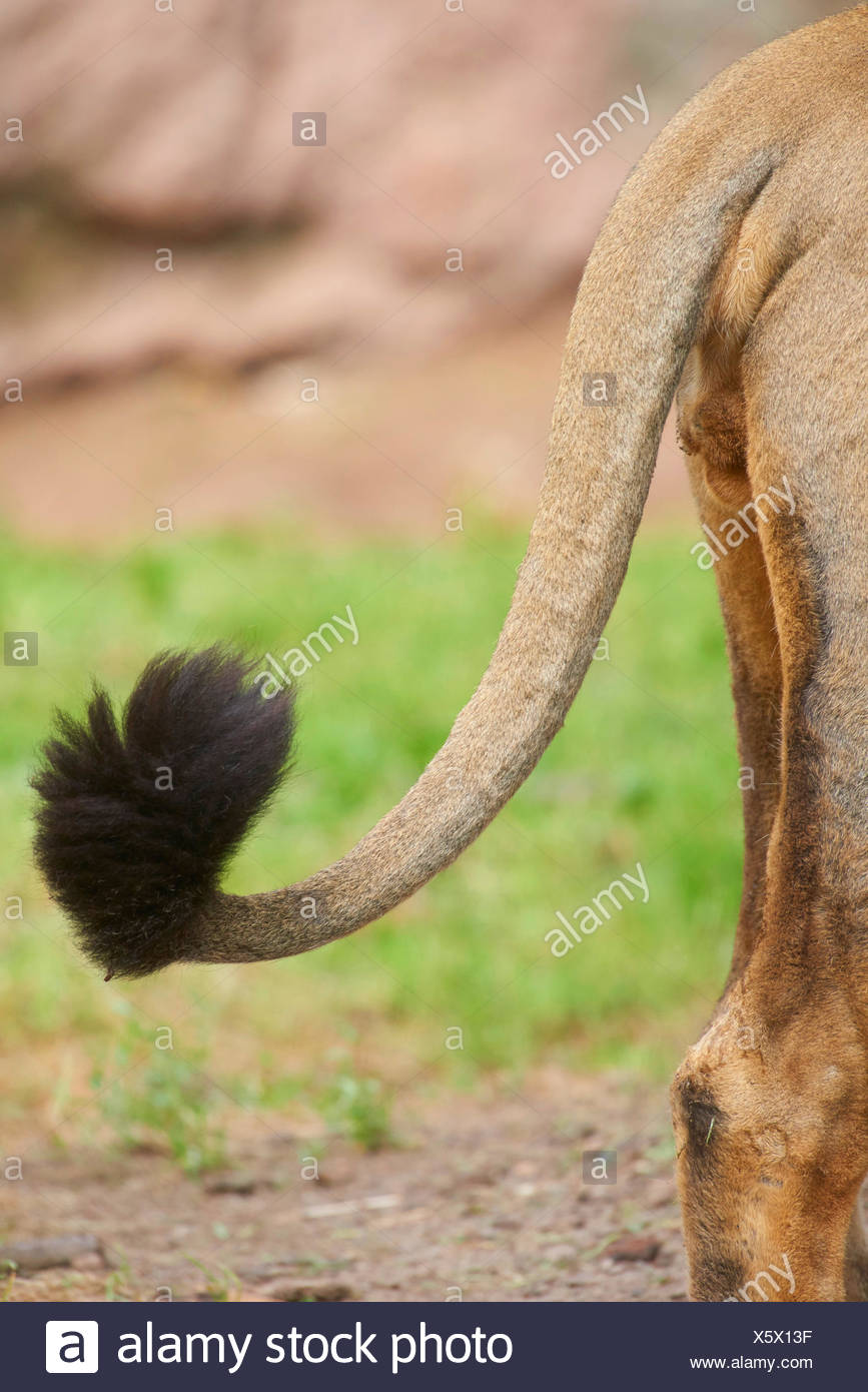 Lion Tails High Resolution Stock Photography and Images - Alamy