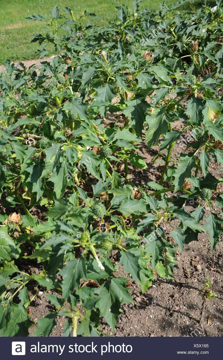 Jimson Weed High Resolution Stock Photography and Images - Alamy