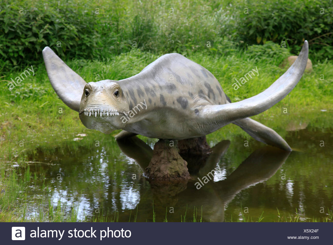 Cryptoclidus Cryptoclidus High Resolution Stock Photography and Images ...