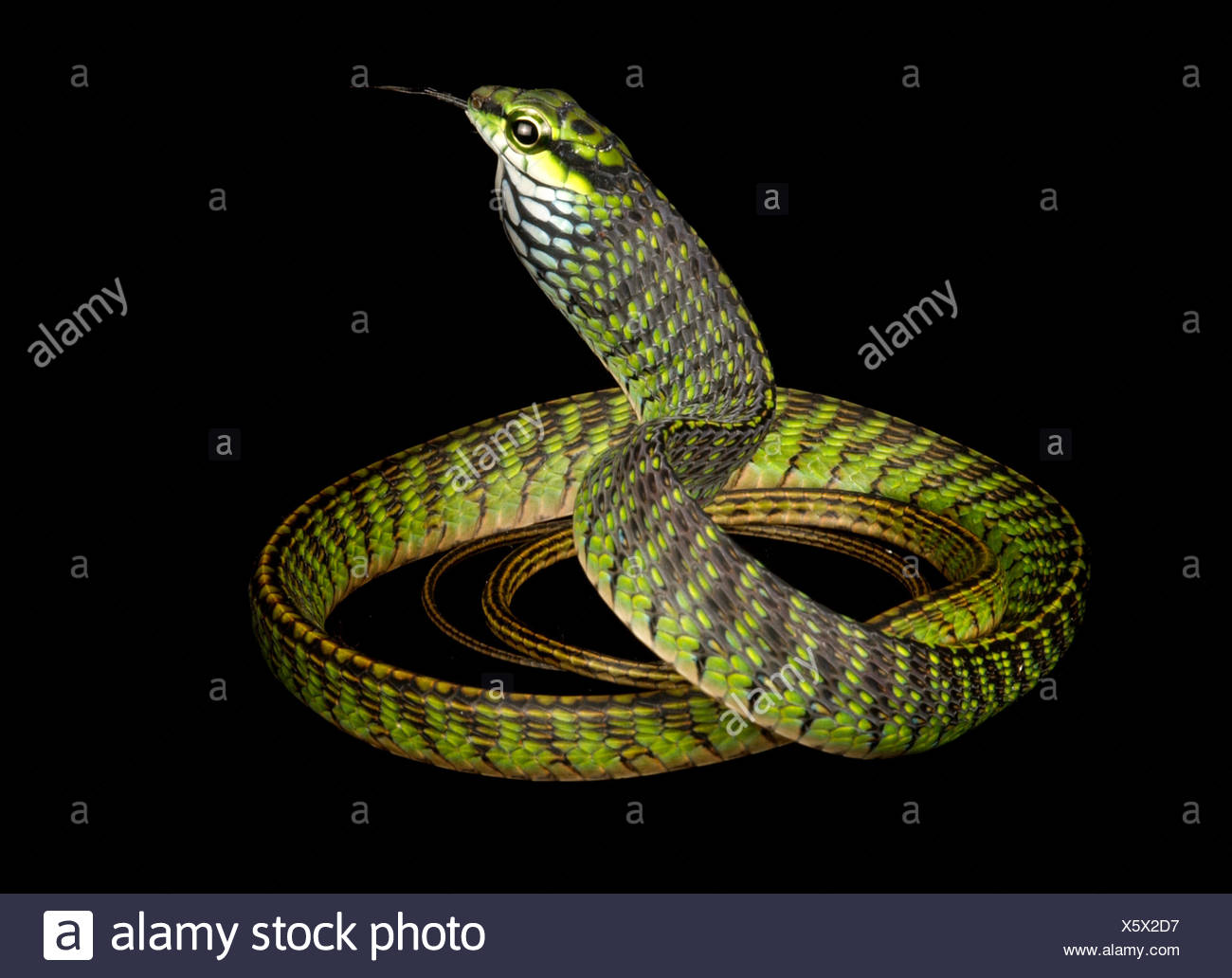 Green Tree Snake Stock Photos & Green Tree Snake Stock Images - Alamy