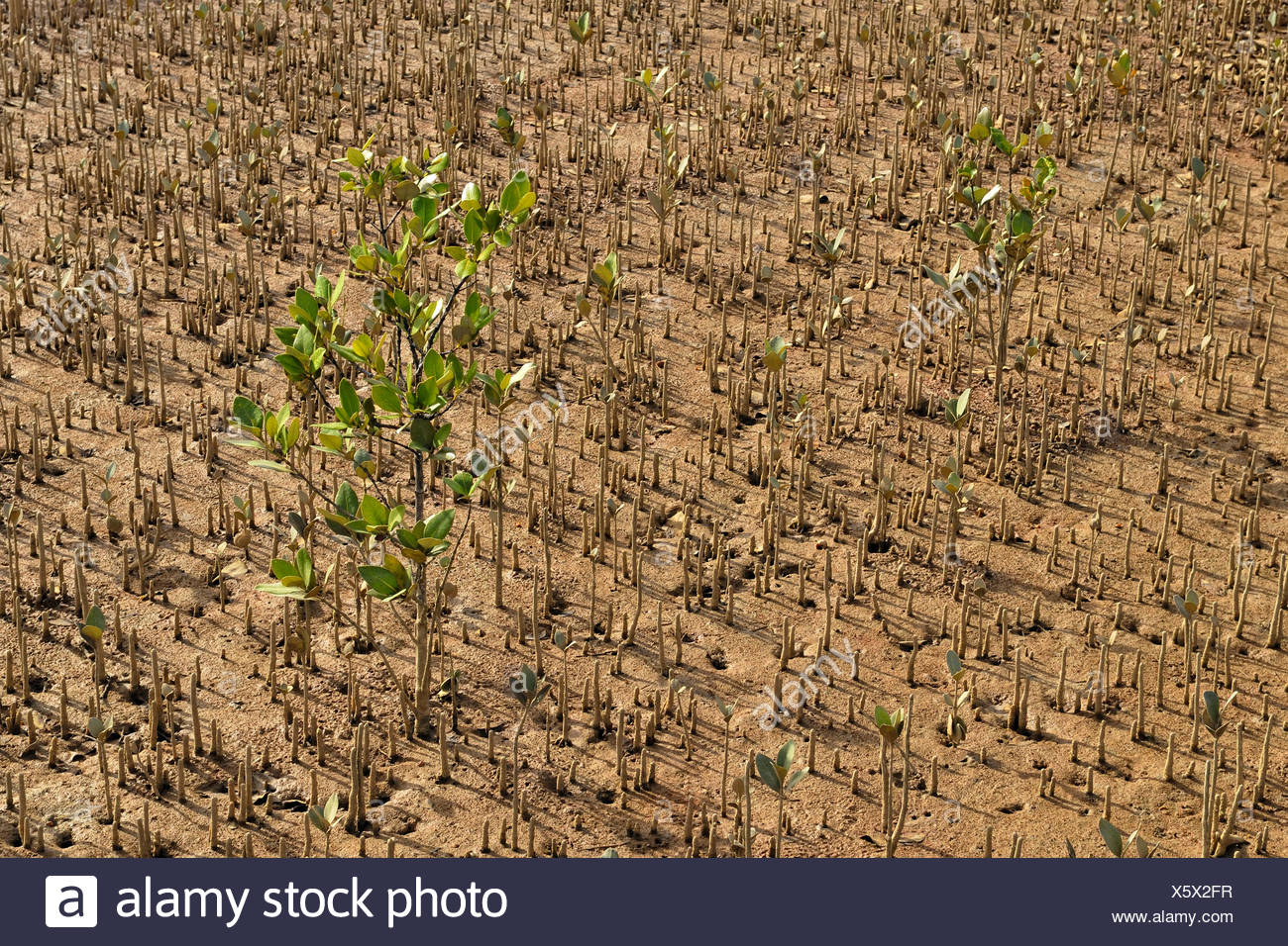 Grey Mangrove Tree High Resolution Stock Photography and Images - Alamy