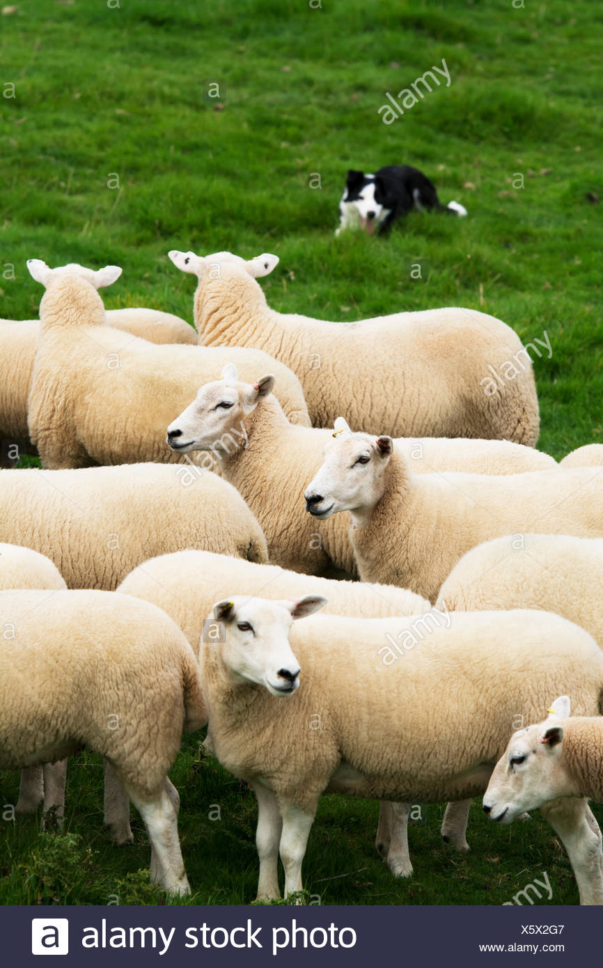 Sheepdog Herding Sheep Stock Photos & Sheepdog Herding Sheep Stock ...