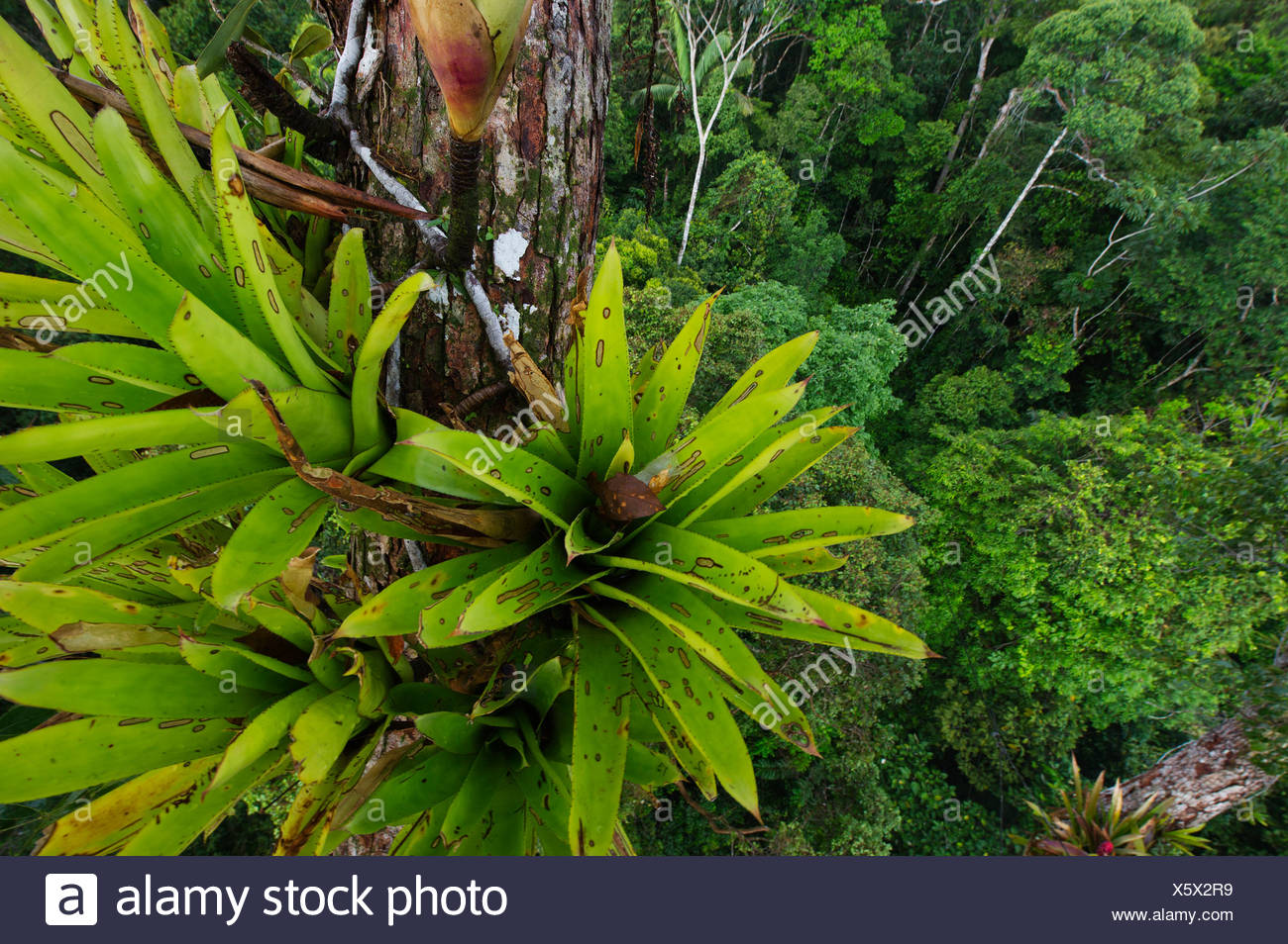 Emergent Tree High Resolution Stock Photography and Images - Alamy