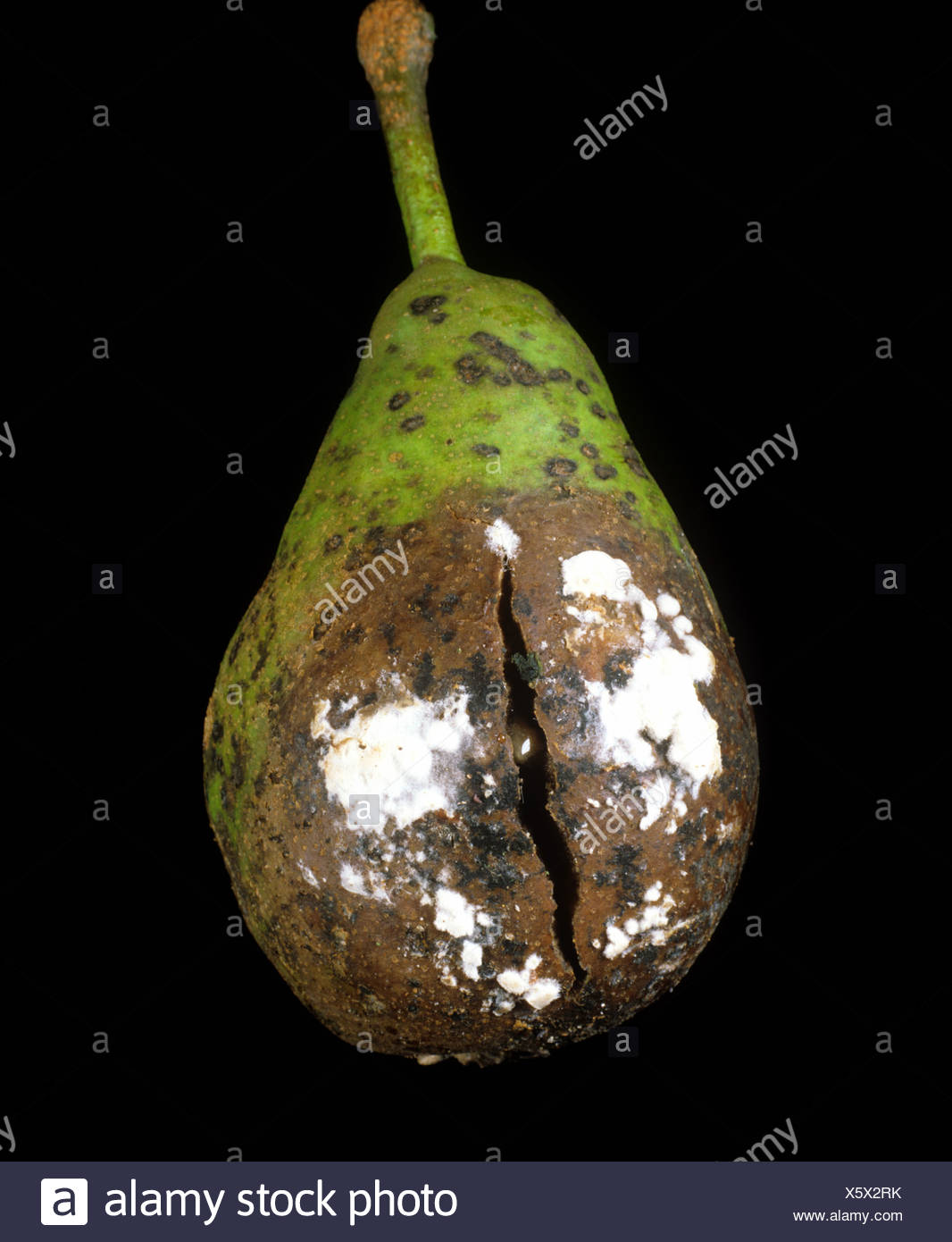 Pear And Brown Rot High Resolution Stock Photography and Images - Alamy