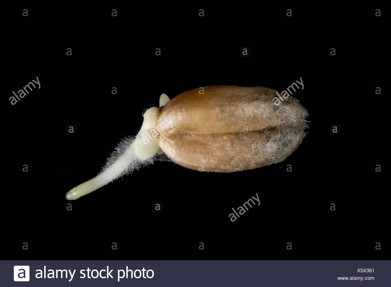 Coleoptile High Resolution Stock Photography and Images - Alamy