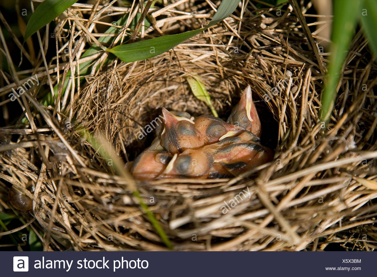 Chiffchaff Nest High Resolution Stock Photography and Images - Alamy