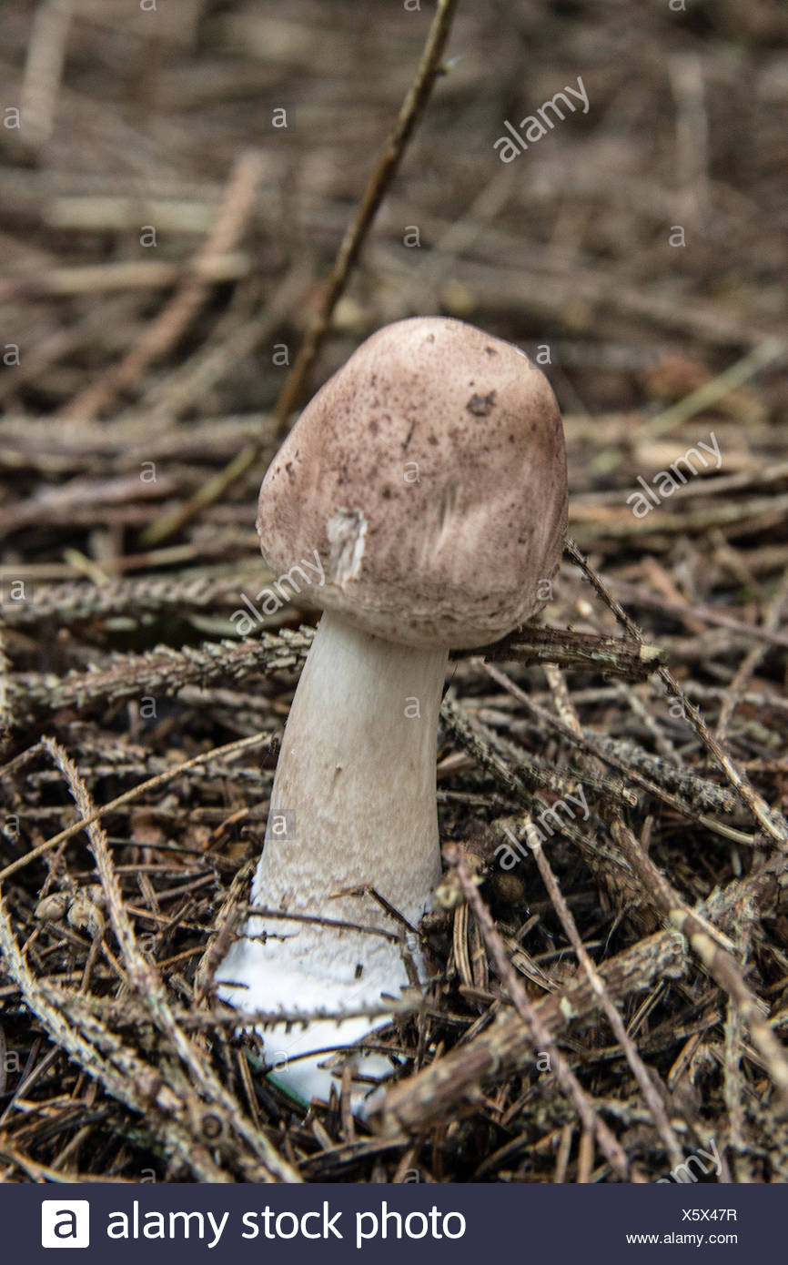 Wald Champignon High Resolution Stock Photography and Images - Alamy