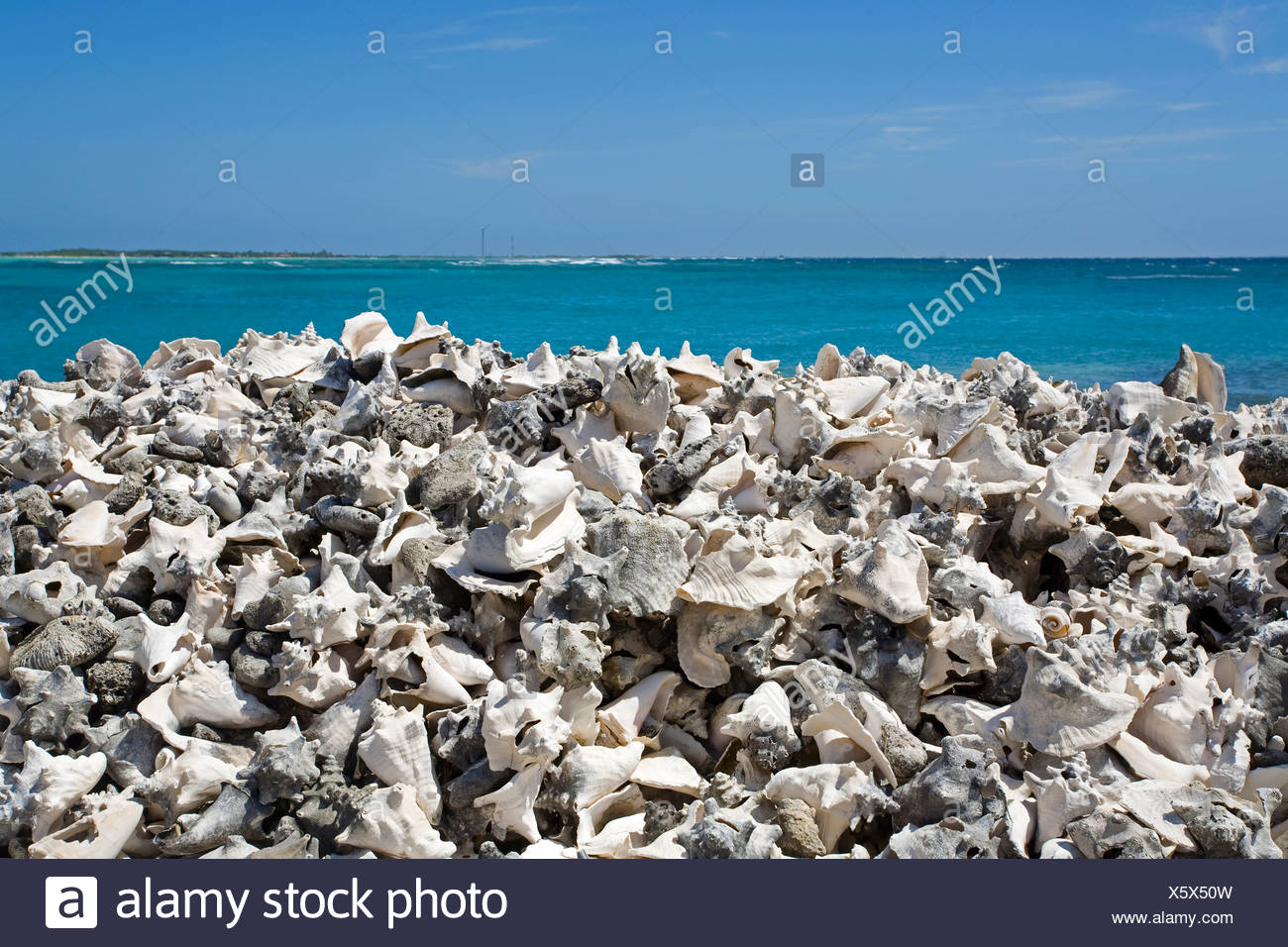 Pile Of Sea Shells High Resolution Stock Photography and Images - Alamy