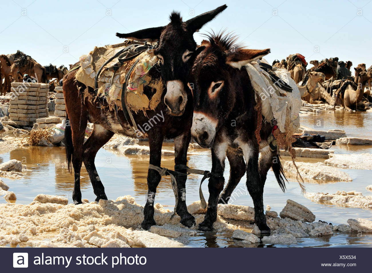 Ethiopian Animal Donkeys African High Resolution Stock Photography and ...