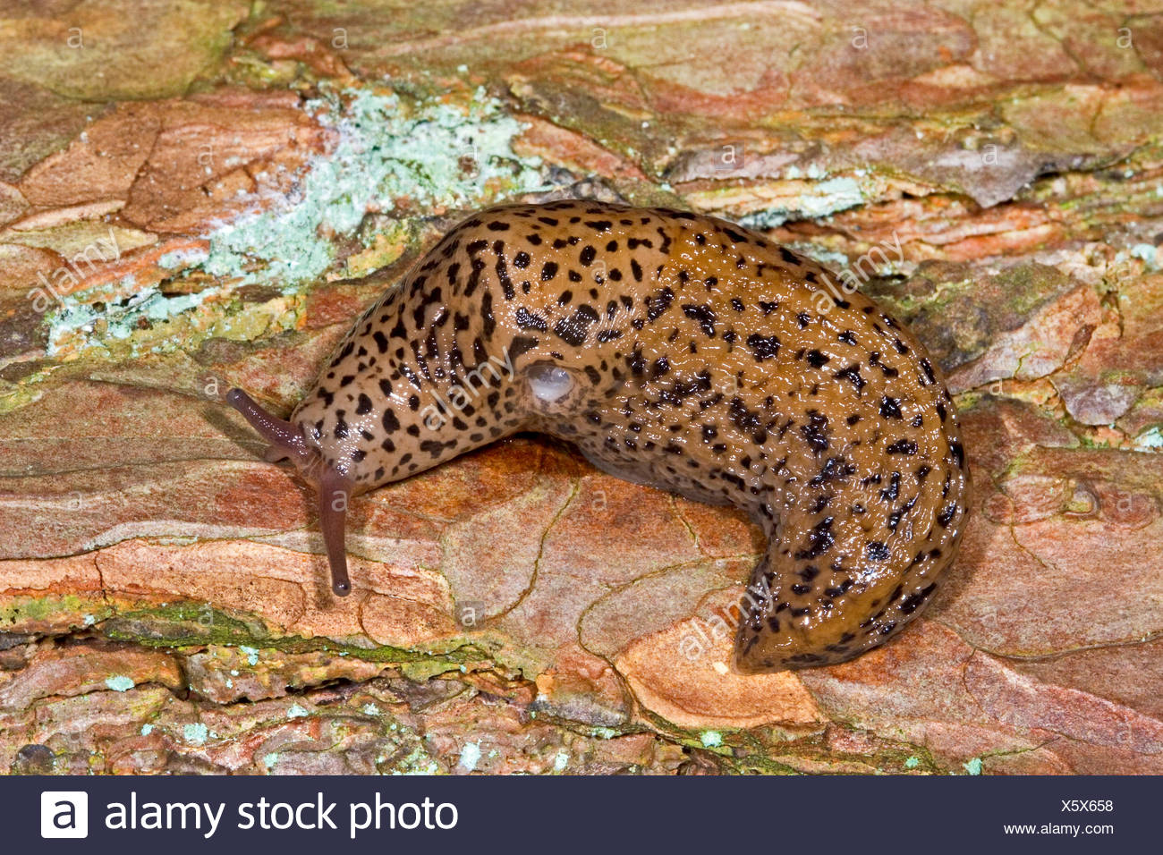 Great Grey Slug High Resolution Stock Photography and Images - Alamy