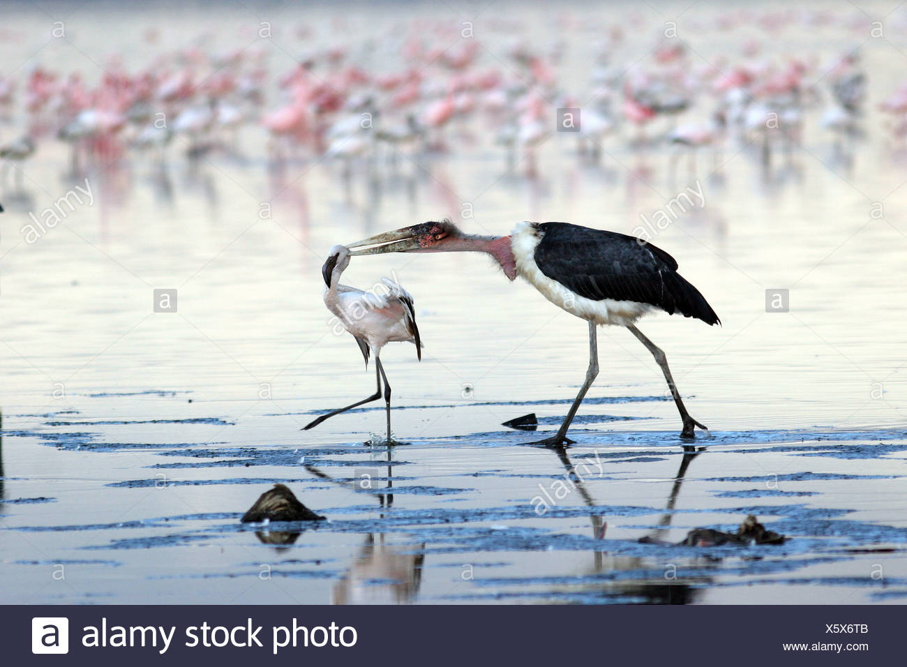 Marabou Stork Flamingo High Resolution Stock Photography and Images - Alamy