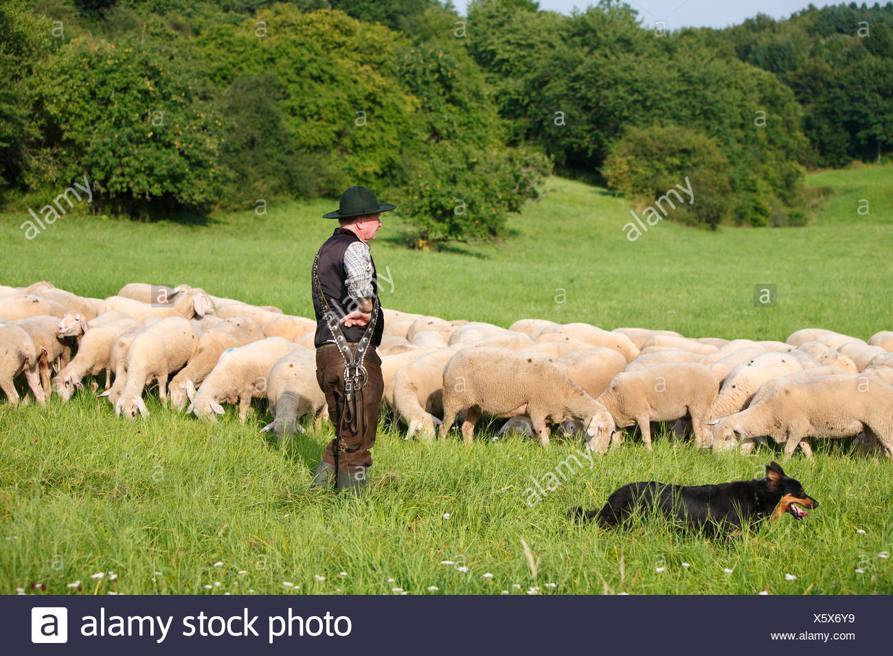 Man Walking With Sheepdog High Resolution Stock Photography and Images ...