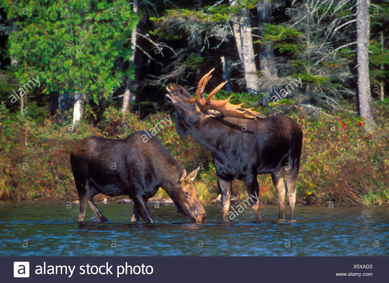 Moose Mating Stock Photos & Moose Mating Stock Images - Alamy
