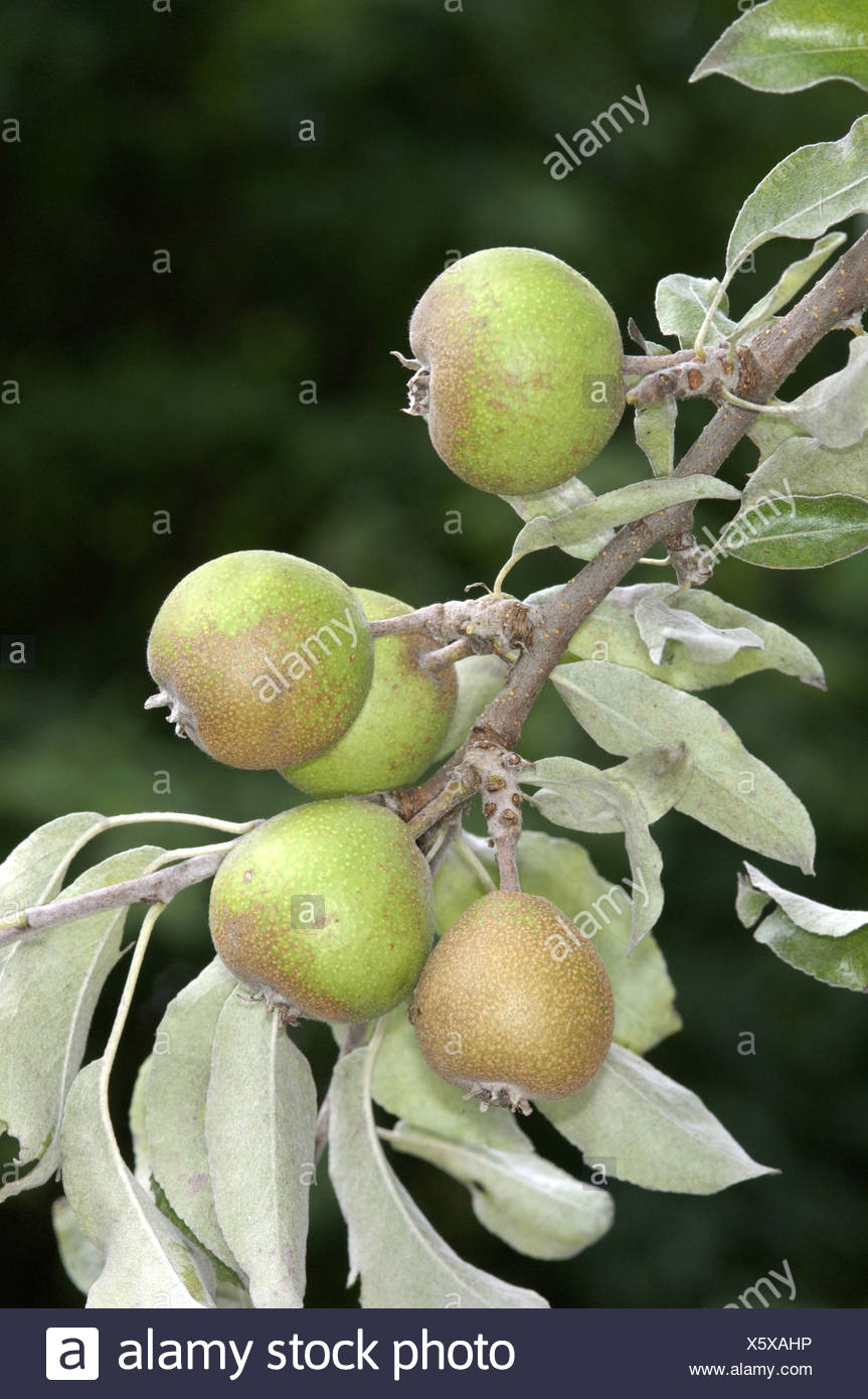 Pyrus Nivalis Stock Photos & Pyrus Nivalis Stock Images - Alamy