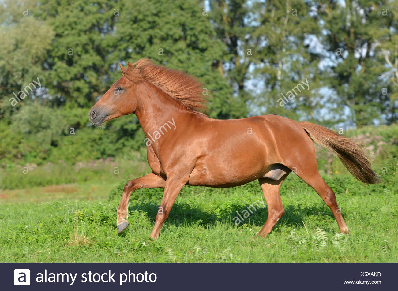 Hucul Horse High Resolution Stock Photography and Images - Alamy