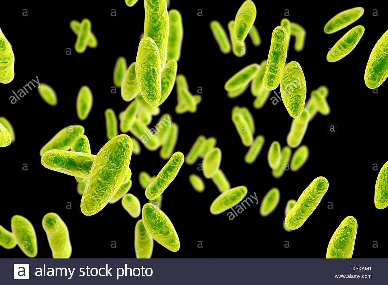 Brucella High Resolution Stock Photography and Images - Alamy