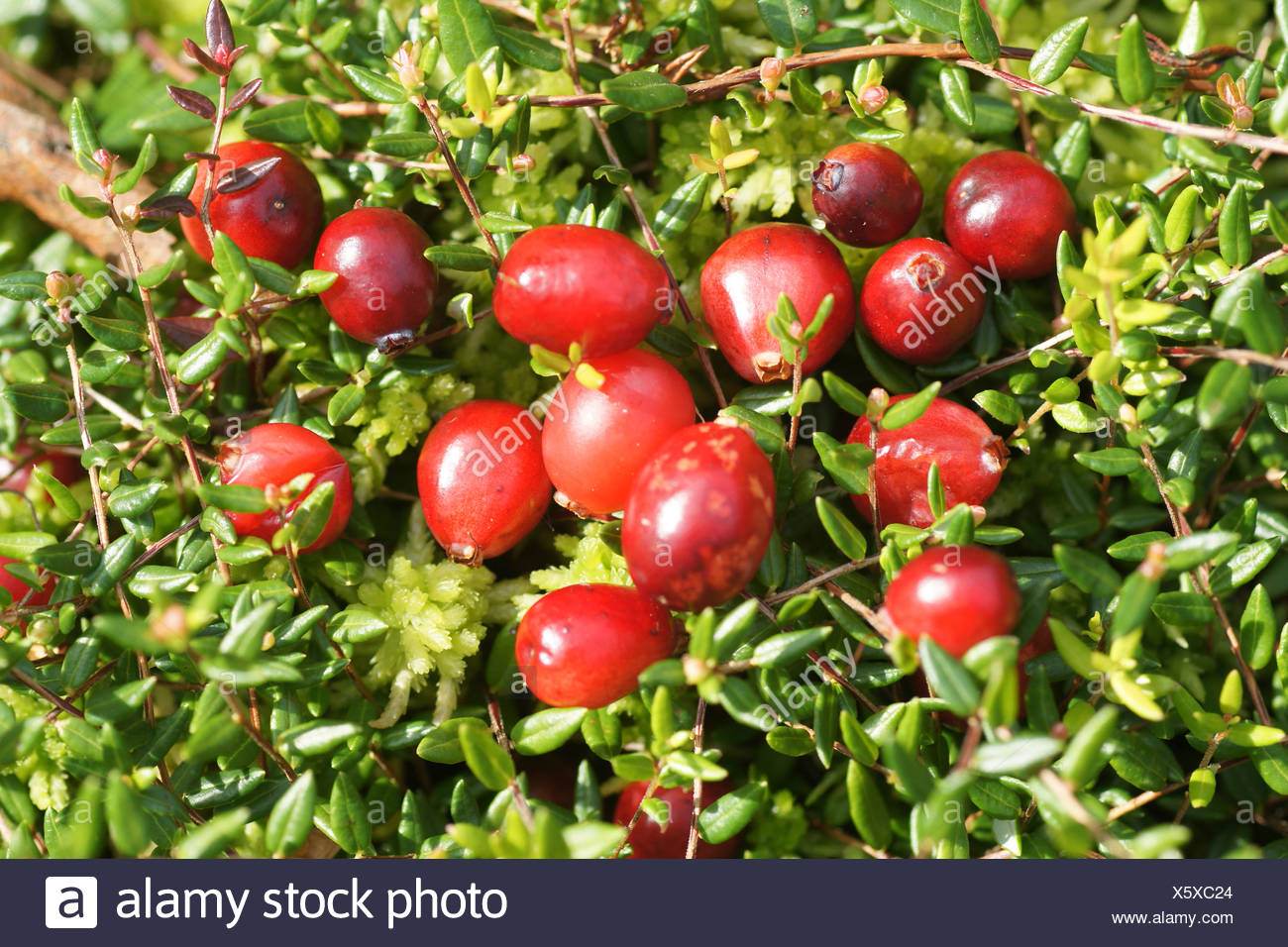 Moorbeere High Resolution Stock Photography and Images - Alamy