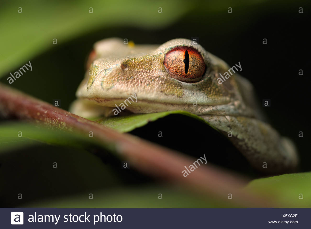 The Crocodile Centre High Resolution Stock Photography and Images - Alamy