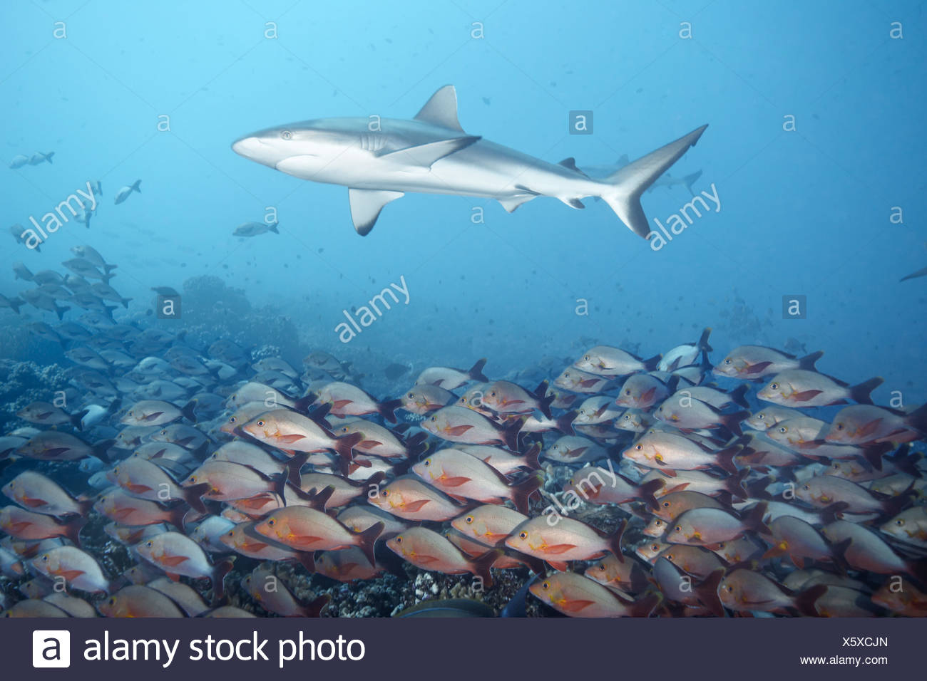 White Tip Shark High Resolution Stock Photography and Images - Alamy